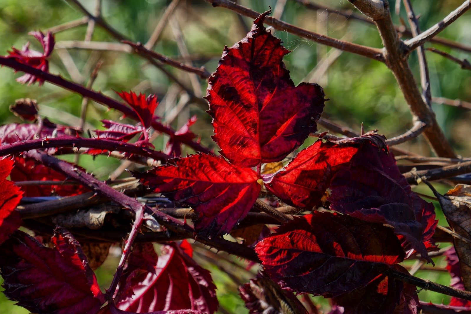 A picture a day: Winter colors