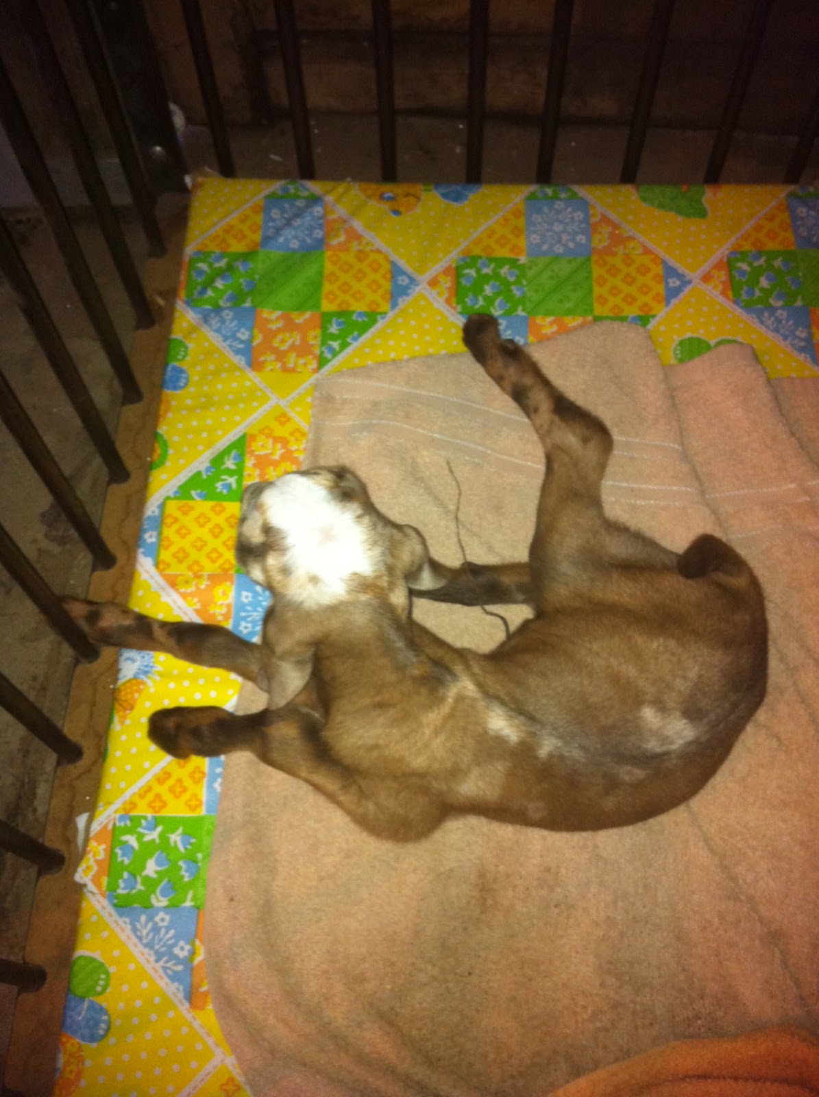 Country Life: Baby Goat and Joint Disease