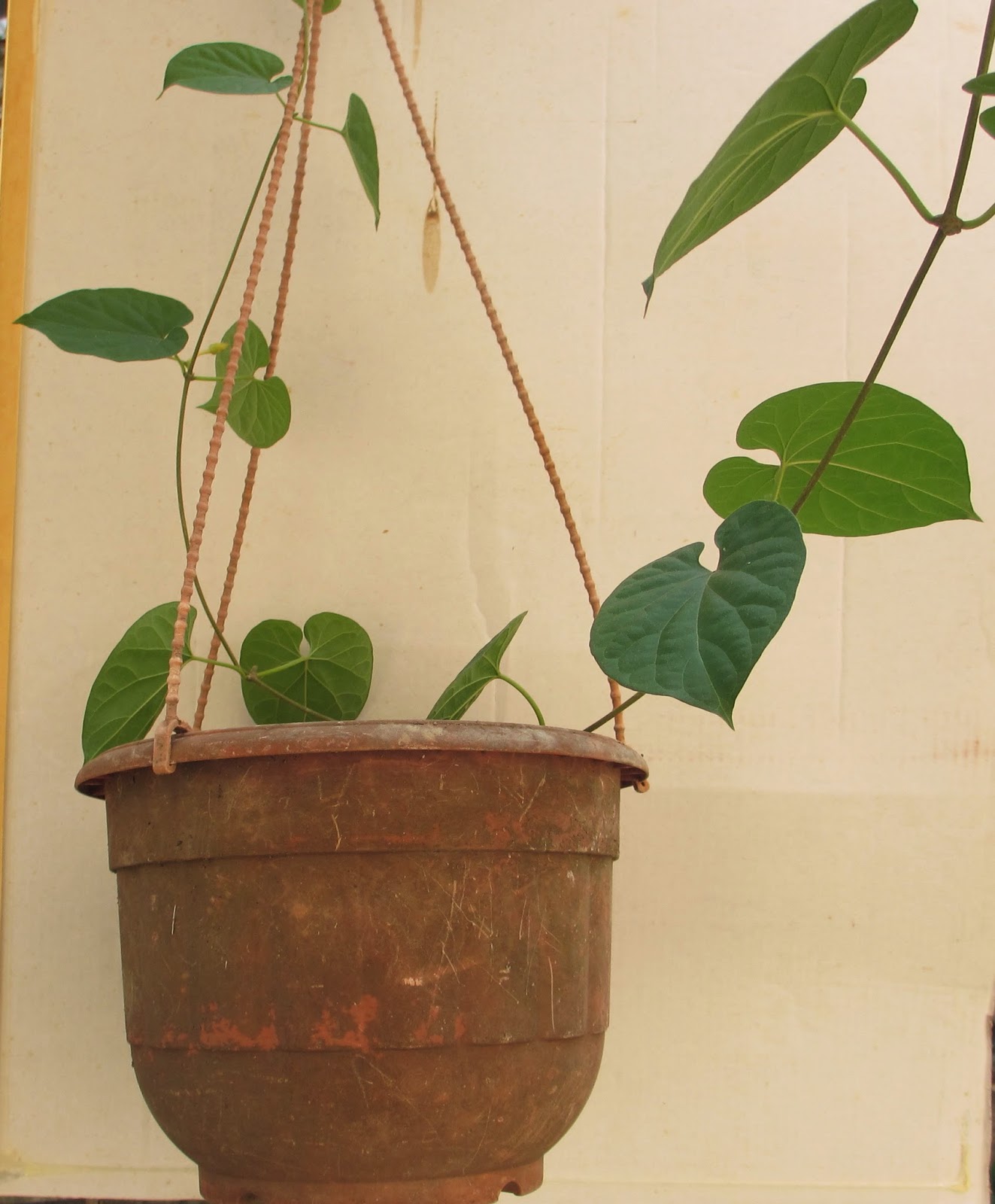 theperanakanconnection: Bunga tongkeng _flowers that perfume the night ...