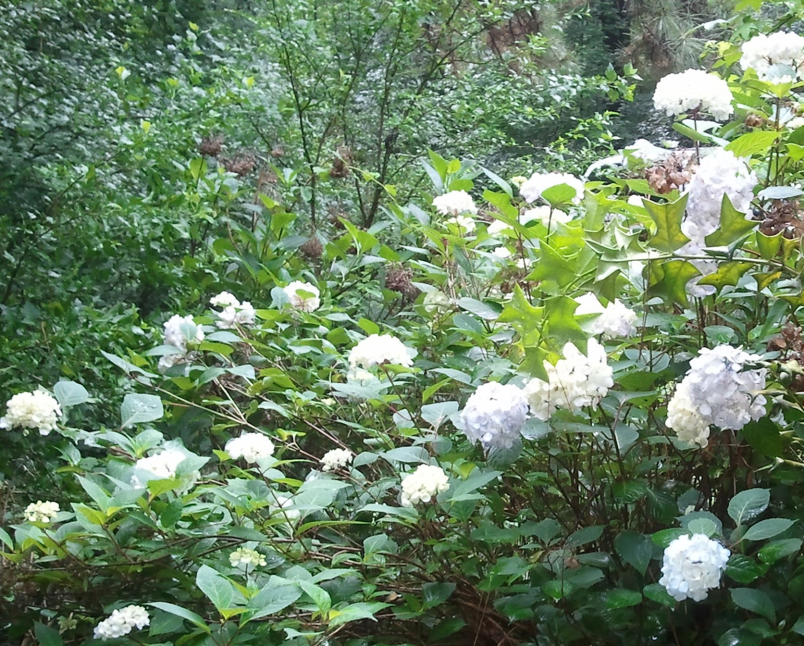 Snowballs In May - Jerry Williams Media