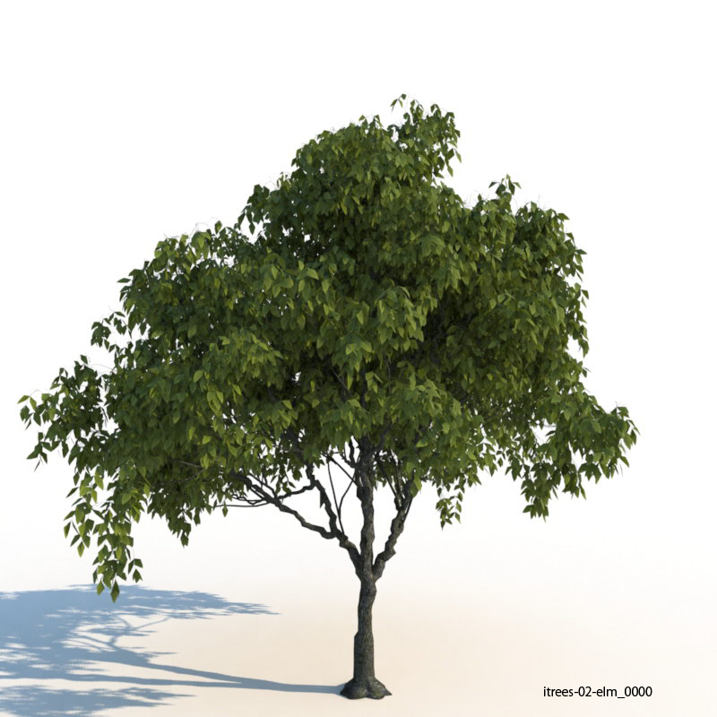 [SKETCHUP] TREE MODELS [Update link google drive 2018/04/28] - ANARCHIVN
