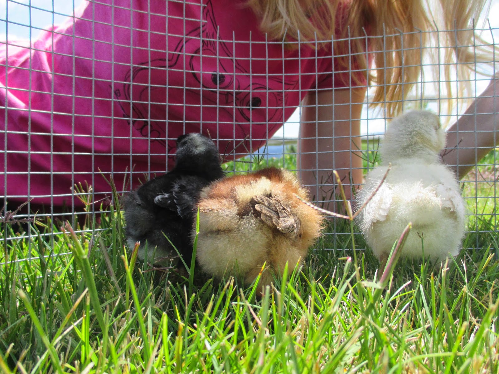 'S Wonderful: Guess What? Chicken Butt.