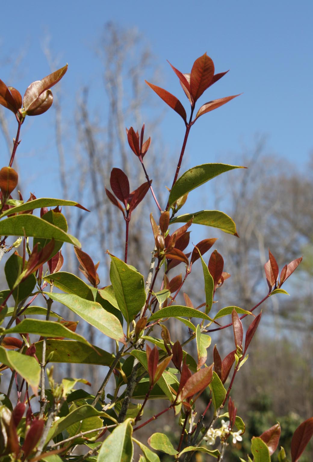 Southern Lagniappe: Sweet Sweet Olive