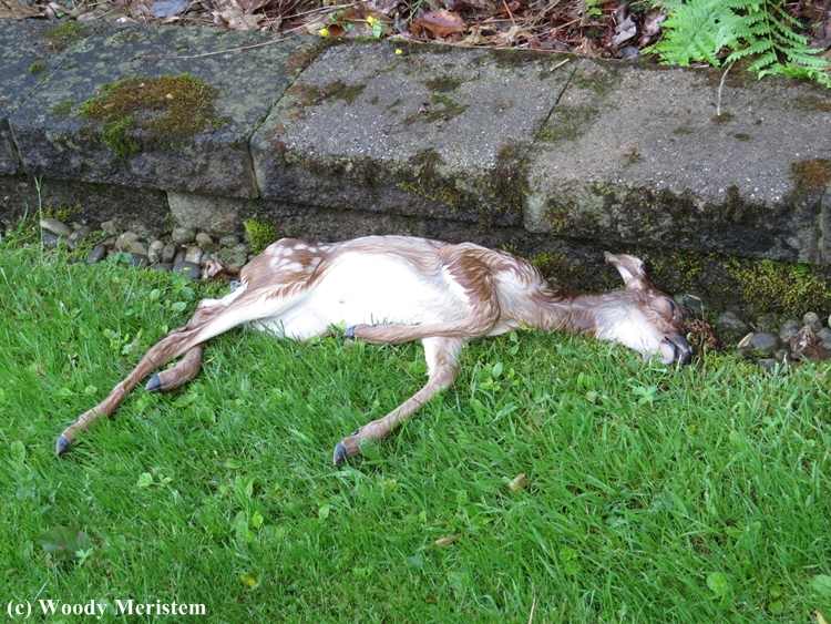 In Forest And Field A Dead Fawn