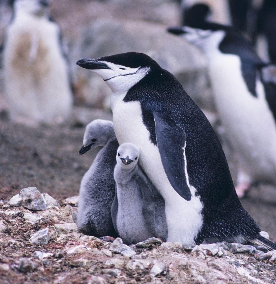 Ilmaisia kuvituskuvia: Pingviinit