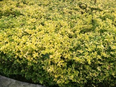 Ligustrum undulatum ‘Lemon Lime and Clippers’ | Pustaka Flora ...