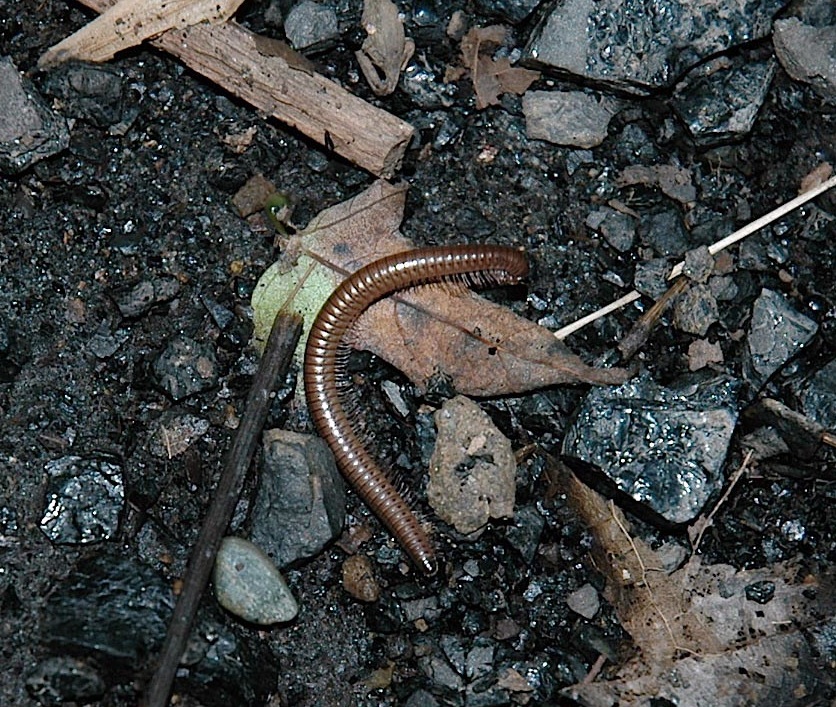 Field Biology in Southeastern Ohio: Summer Hiking