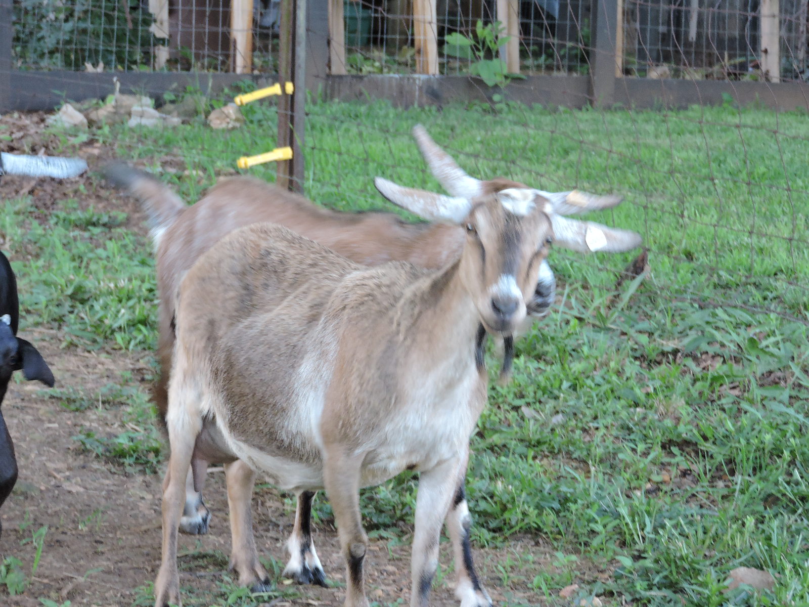 Life With the Goodwife: Effects of Copper Deficiency on Goats......