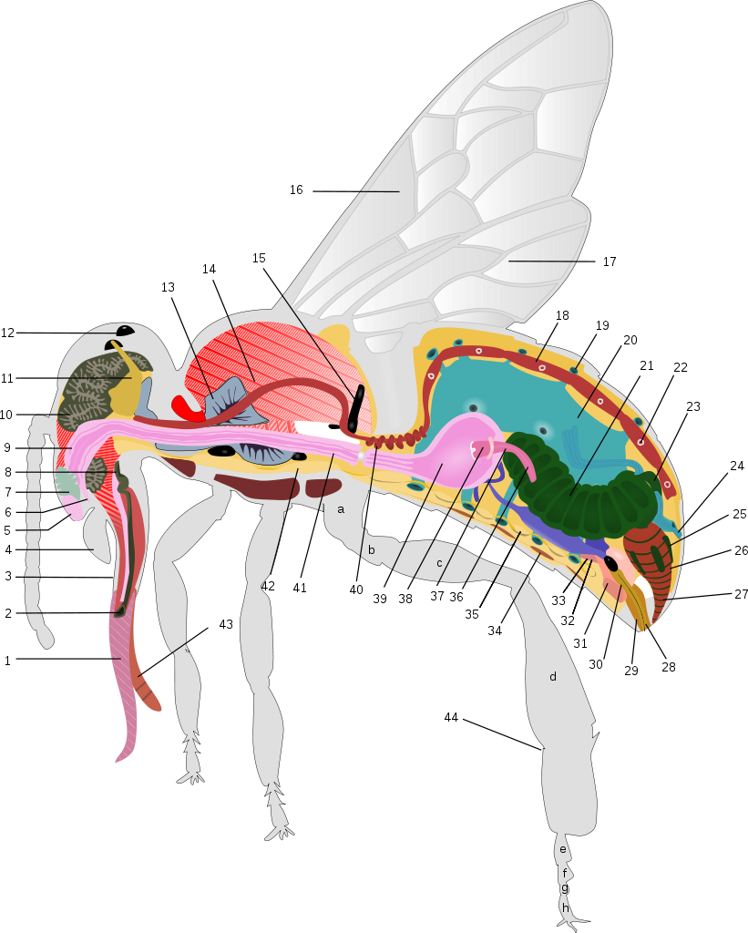 Corona Apicultores: ANATOMIA INTERNA DE APIS MELLIFERA