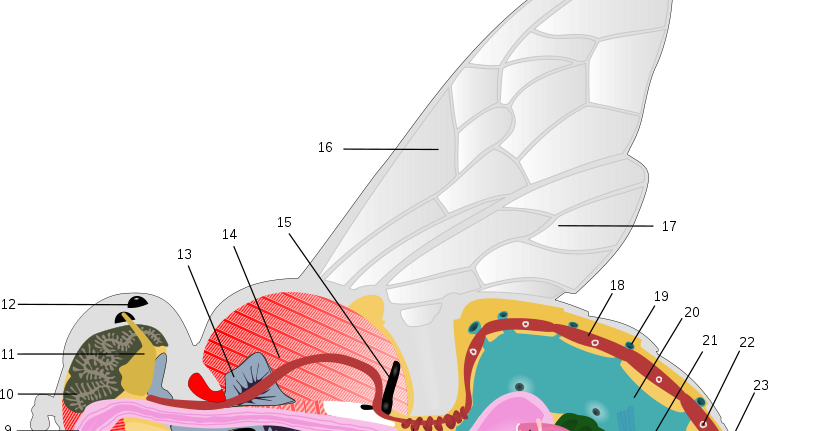 CORONA APICULTORES: ANATOMIA INTERNA DE APIS MELLIFERA