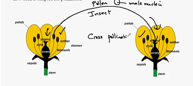 Belles Biology: 3.3a insect pollination