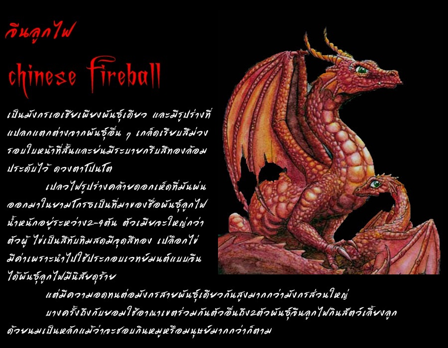 Peruvian_vipertooth: มังกร : chinese fireball