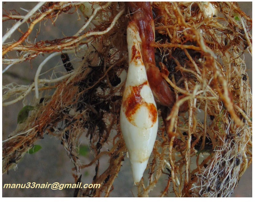 papanasini: KOOVA (കൂവ) ( ARROW ROOT )