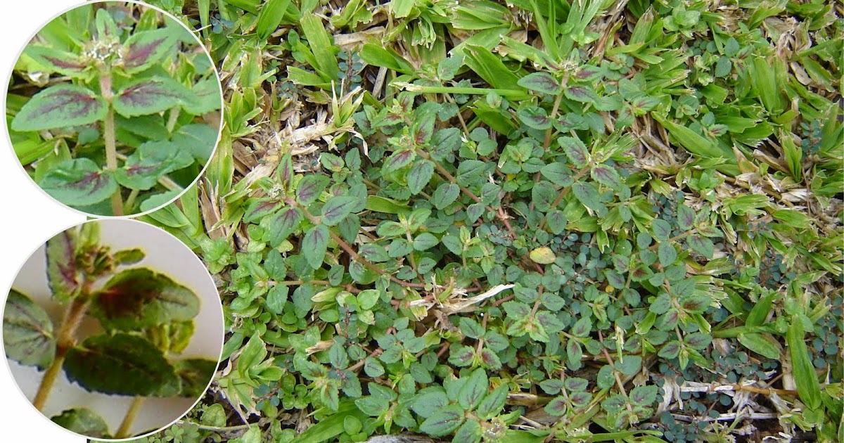 v e r d e c h a c o: Yerba meona / Meona / Yerba de la golondrina