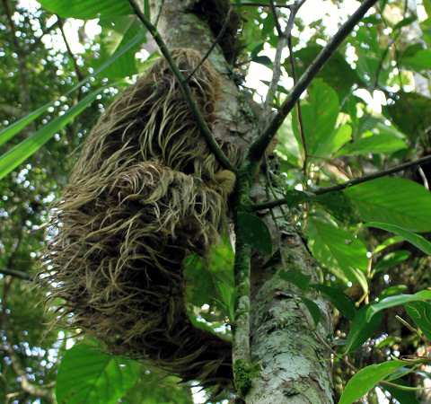 Santander hoy web: Luego de crecer en hogar doméstico, liberado, oso ...