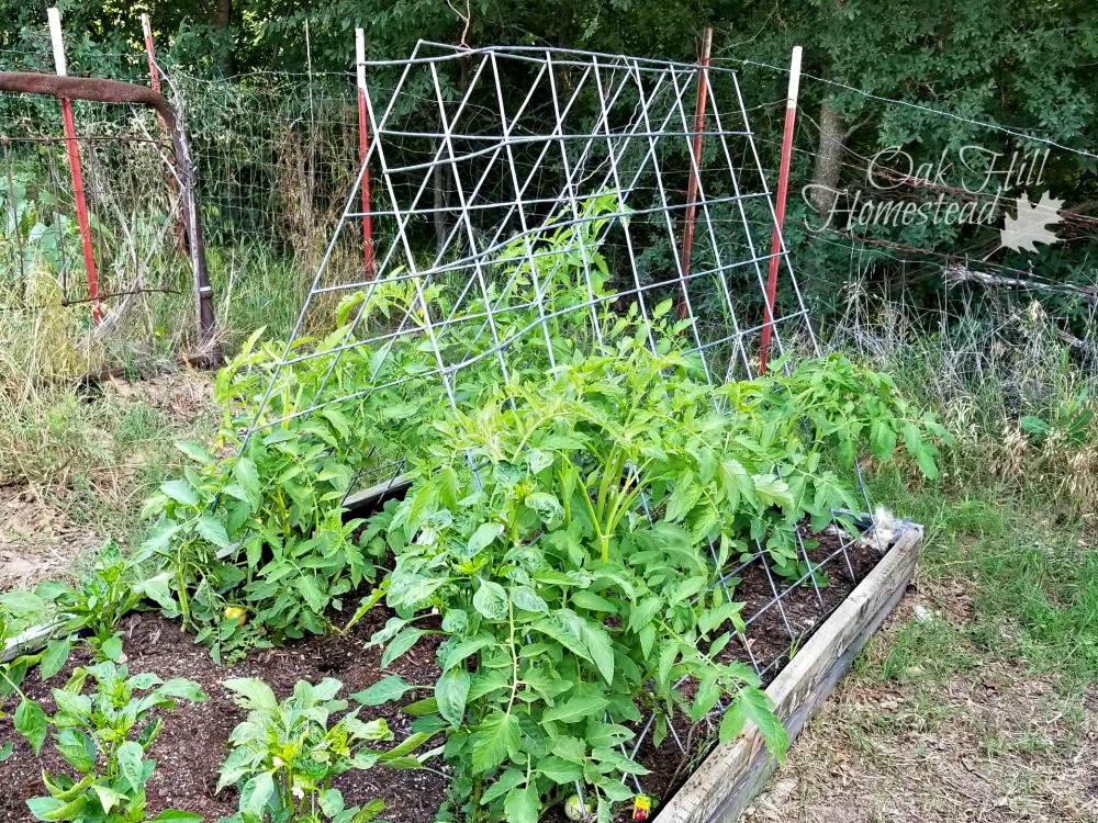 4+ Ways to Trellis Tomato Plants to Maximize Your Garden Space - Oak ...