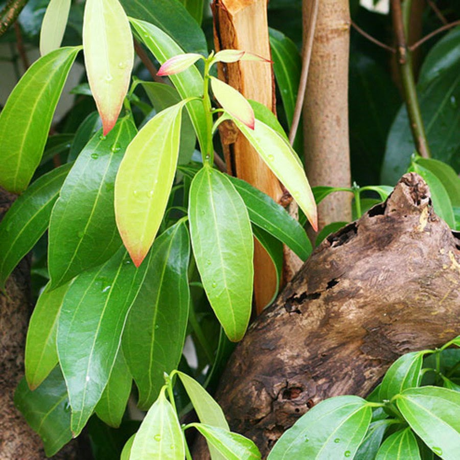 Khasiat Dan Manfaat Keningar - G-Spot Healthy Living