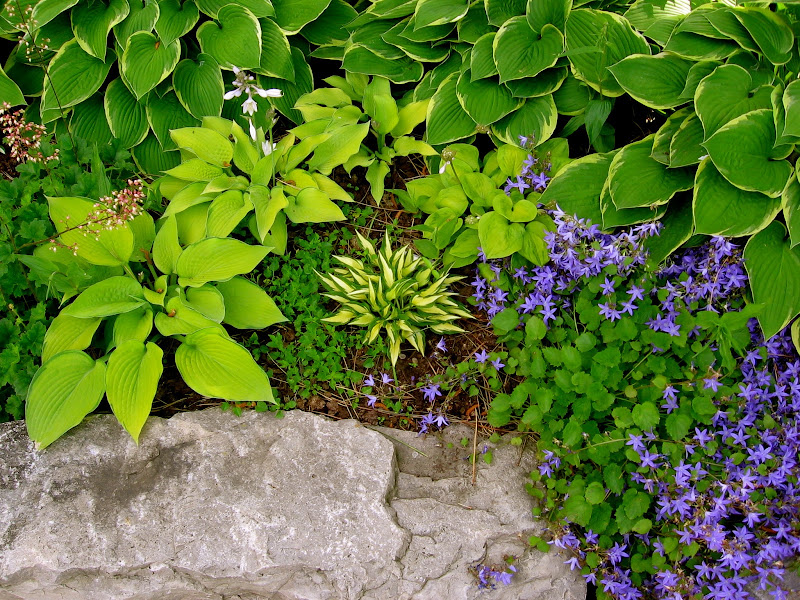 Astrid's Garden Design: Good Old Reliable Hostas