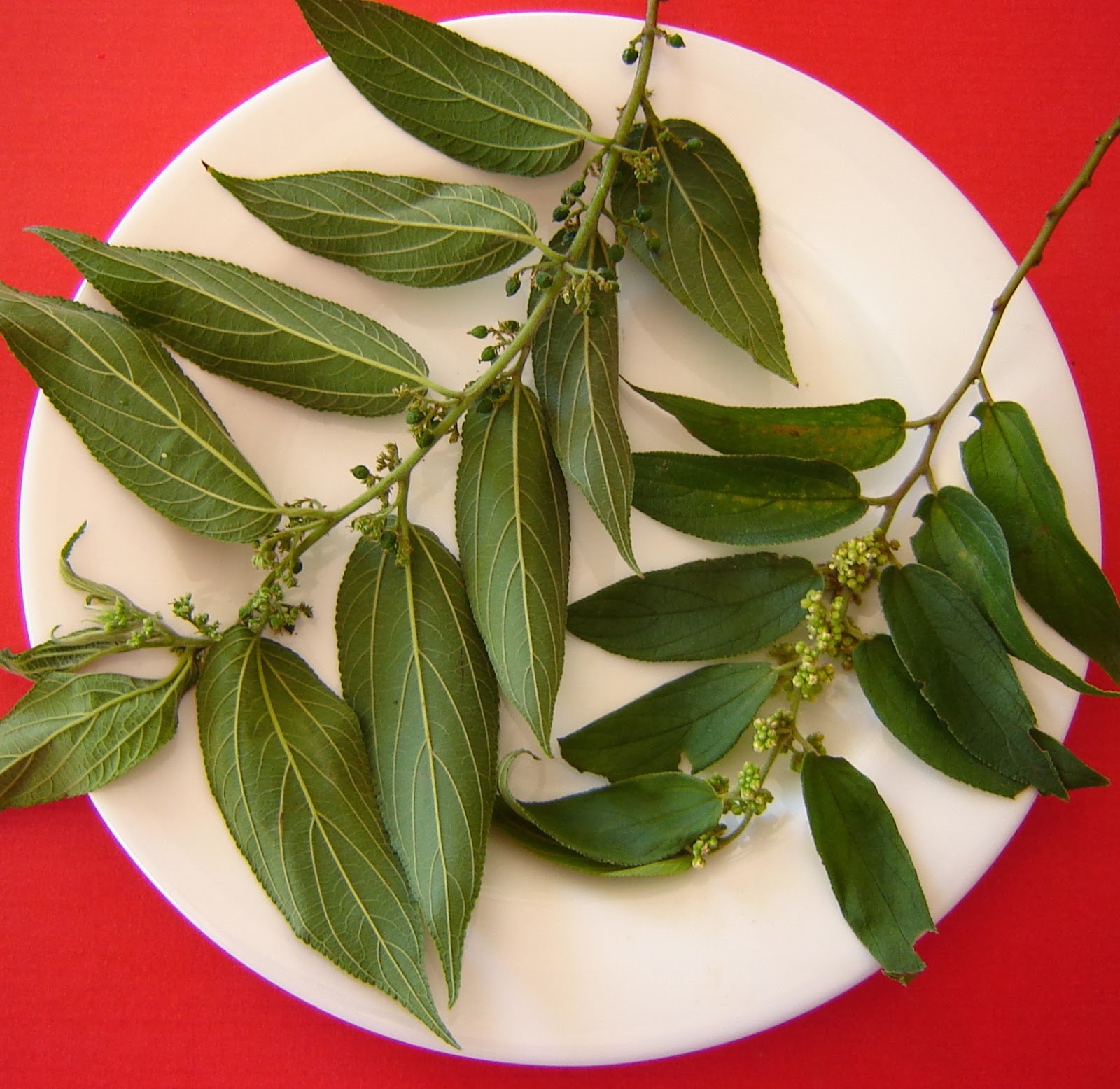 v e r d e c h a c o: abril 2017