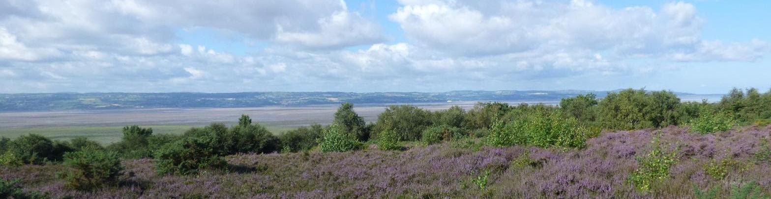 Wirral Wildlife Blog: Support Heswall Dales!