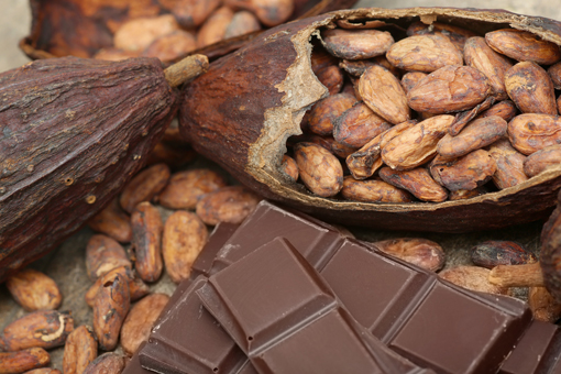 Cacao nativo