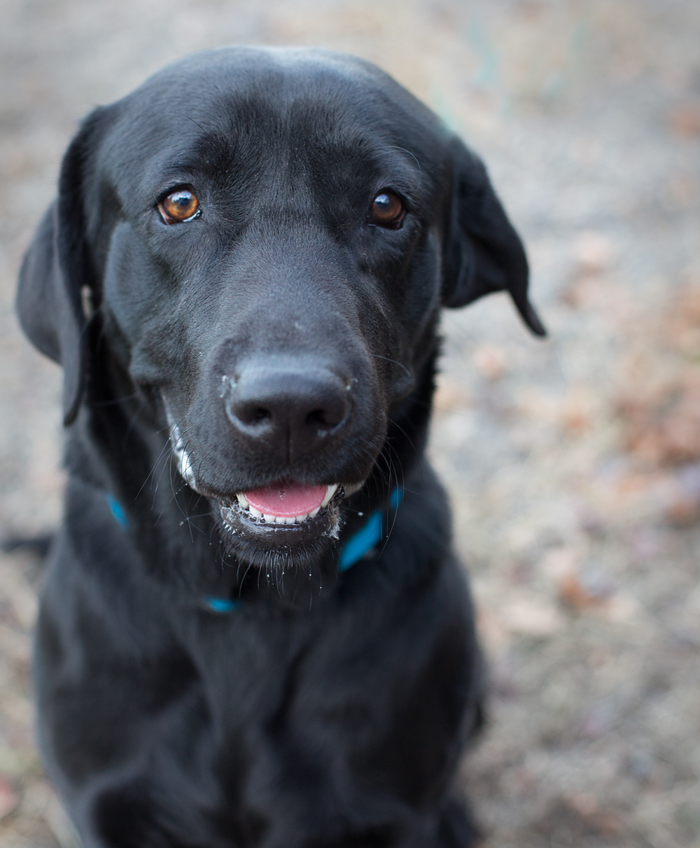 Shelter Dogs of Portland: "NORRIS' goofy classic Black Lab