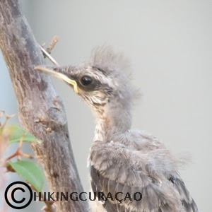 Hiking Curaçao - Flora and Fauna: Baby Chuchubi