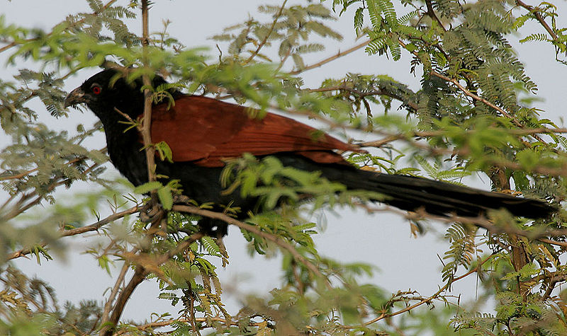 April 2011 - ARUNACHALA BIRDS