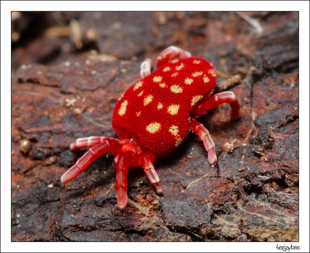 Real Monstrosities: A Yellow Polka Dot Velvet Mite