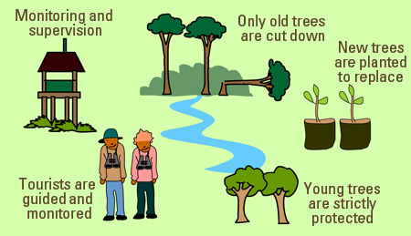 CBSE NCERT Homework Help: Introduction to Forest Preservation