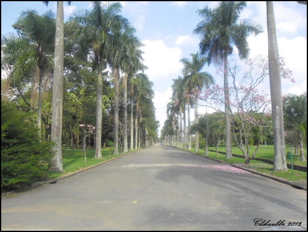 Mundo das Plantas : Jardim Botânico de São Paulo, Botanical Garden of ...