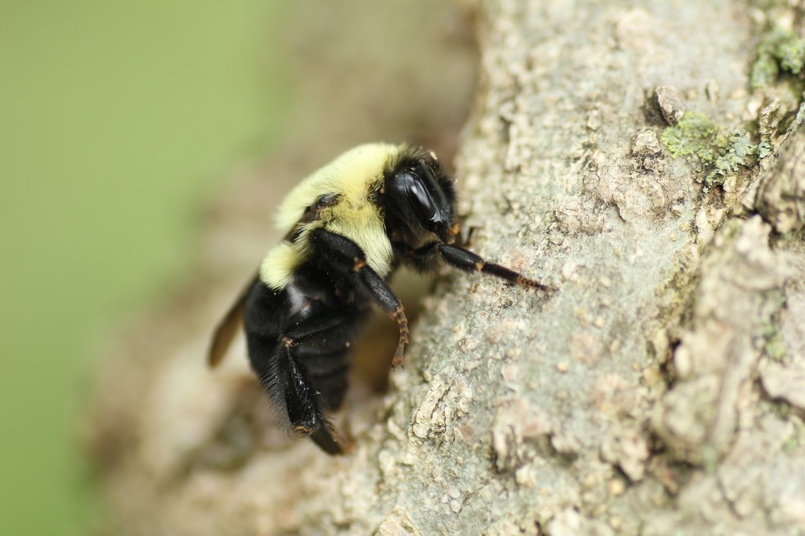 MObugs: Common Eastern Bumblebee