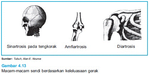 Persendian pada Tubuh Manusia | welcome to my life