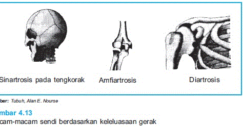 Biologi: 4. Hubungan Antartulang ( Artikulasi / Persendian )