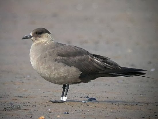 Any One 1-6: Jaeger Birds HD Wallpapers