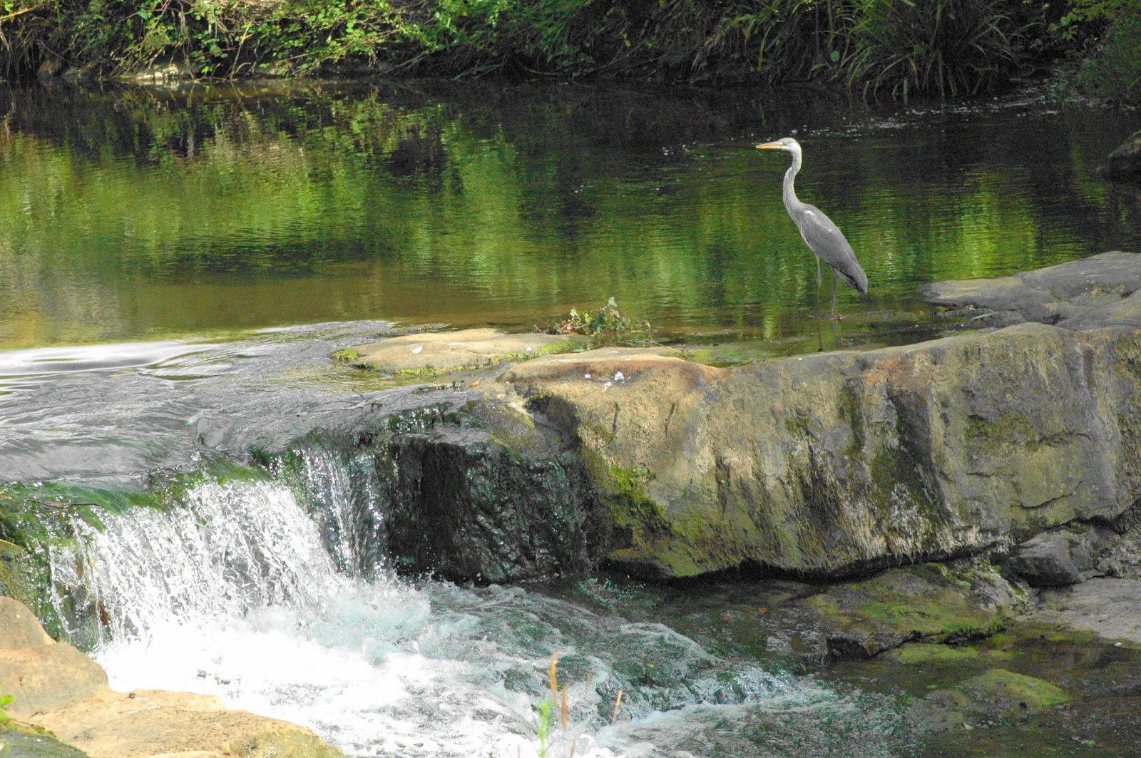 Un blog sobre Ampuero y otros lugares cercanos: Garza en el Pozo de ...