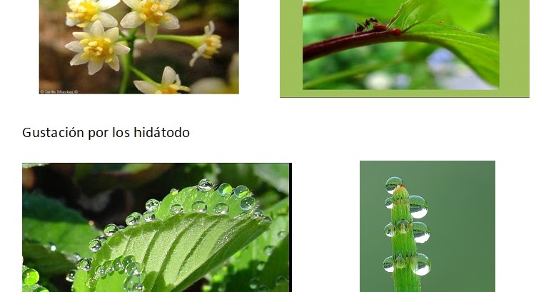 cienciasoctavoeoh2017: SECRECIÓN VEGETAL