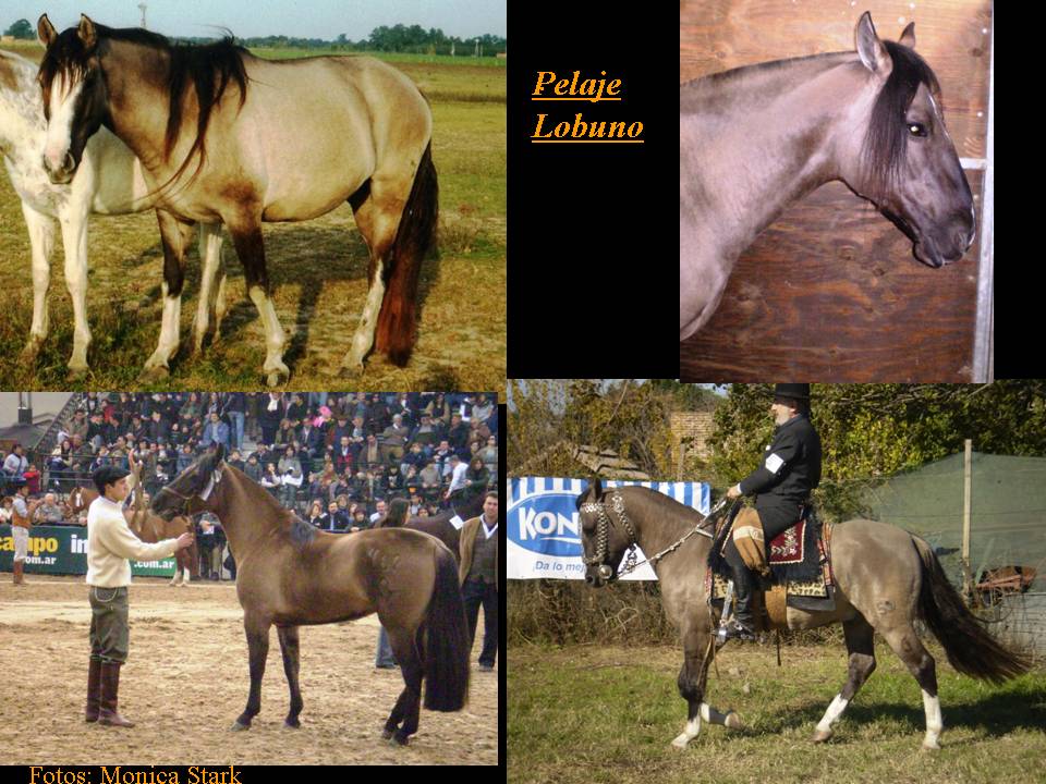 Equinos: PELAJES EN EQUINOS