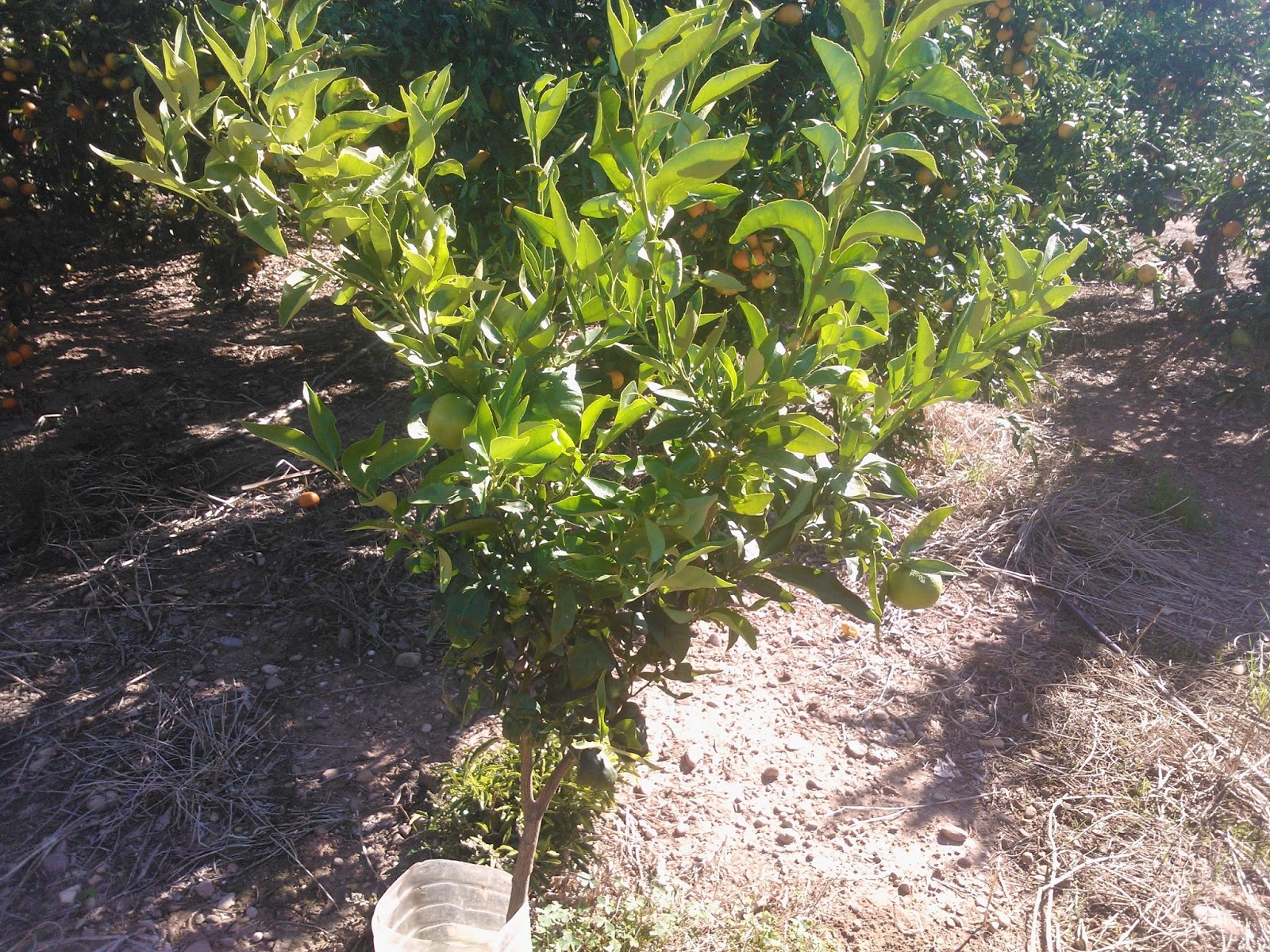 Cultiva las mejores variedades de cítricos del mundo.: El mandarino ...