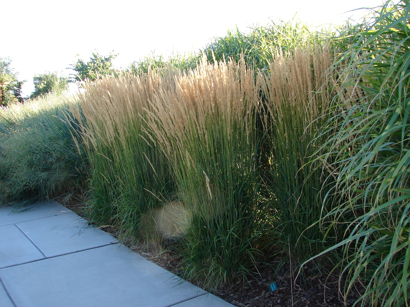 New Utah Gardener: Karl Foerster Grass - A Fall Favorite In Utah