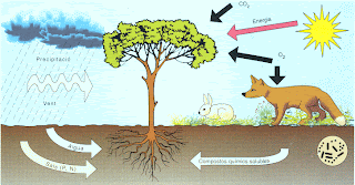 ALTA MUNTANYA : L'hàbitat i el nínxol ecològic