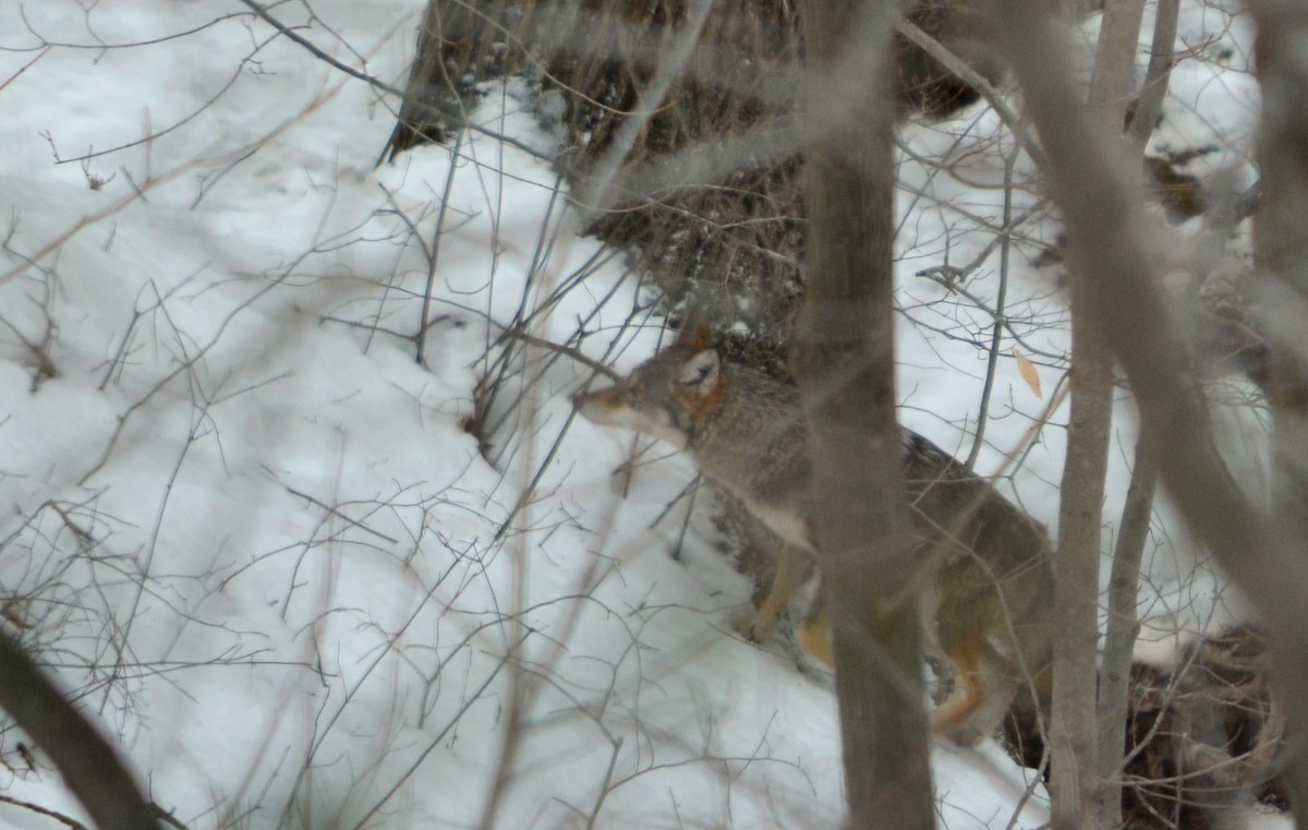 Woods Walks and Wildlife: Coyote