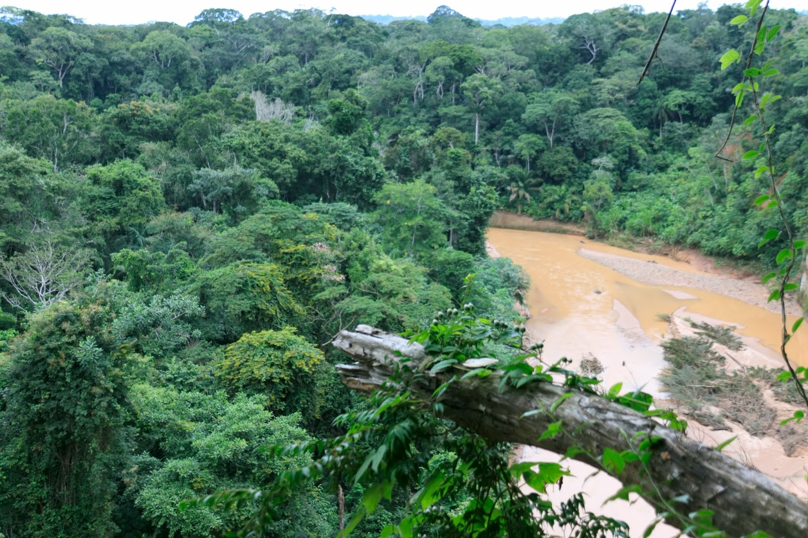 MI BOLIVIA AMADA: PARQUE NACIONAL MADIDI: EXPEDICIÓN CIENTÍFICA LOGRÓ ...