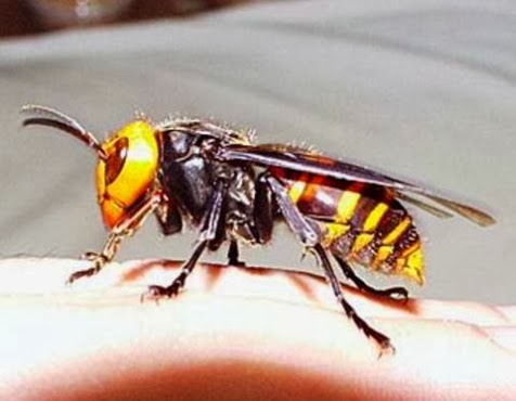 ALLARME CALABRONE KILLER (Yak-killer ) : più di 40 persone morte in ...