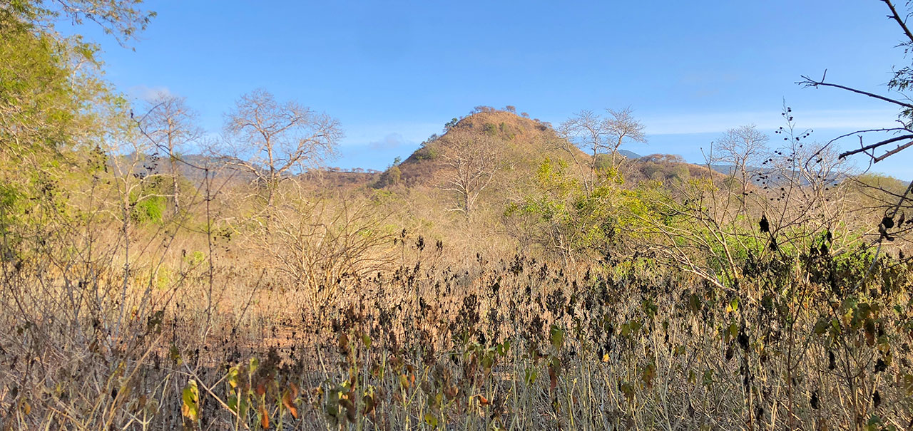 Birding Indonesia Part 6: Komodo National Park | Pitta Tours