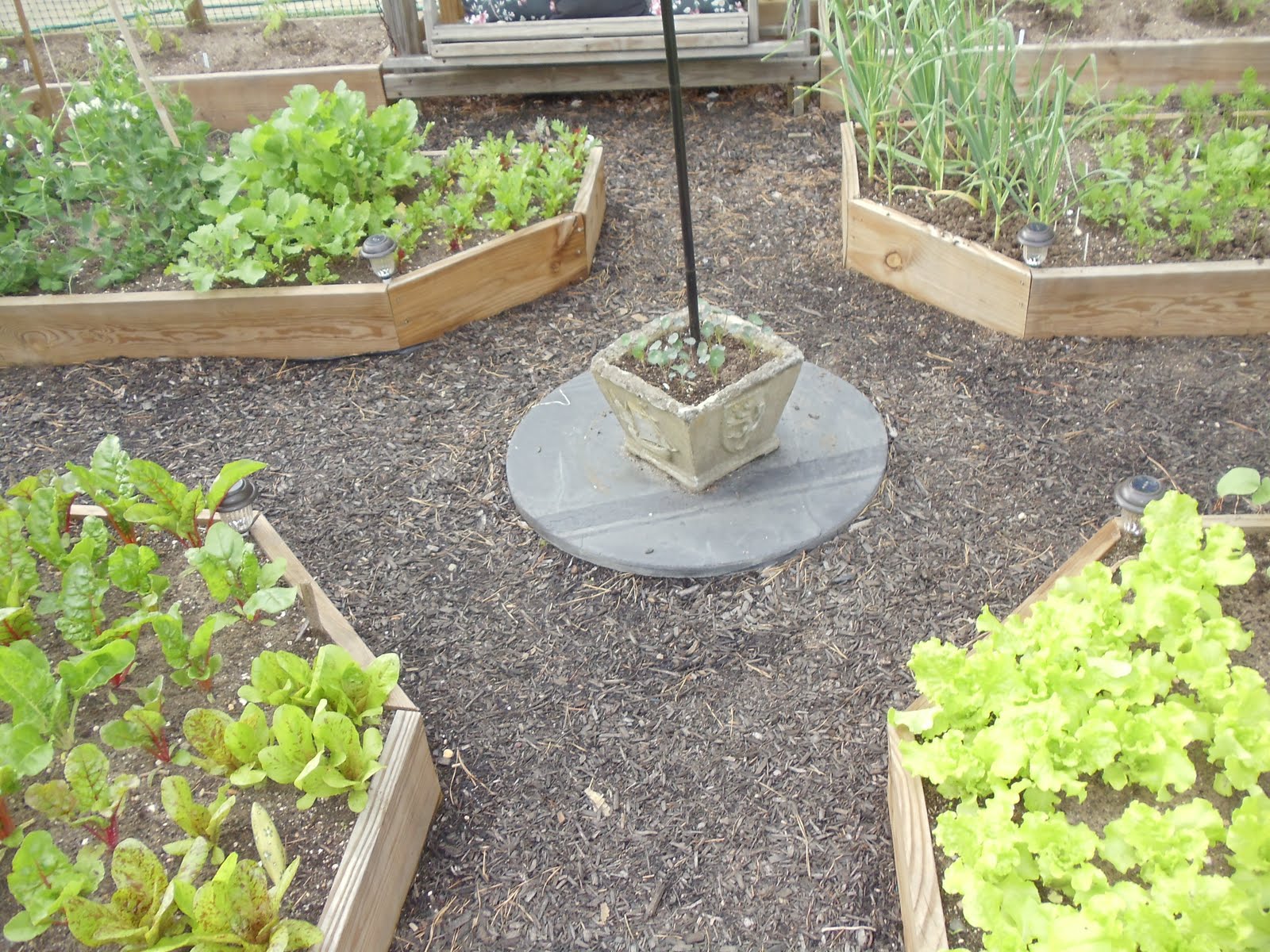 Debbie's Potager: A Tour of the Potager in May