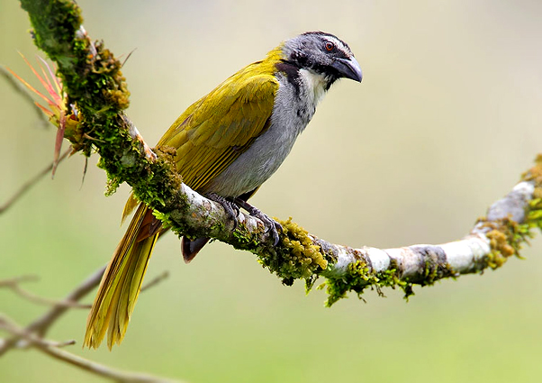 Bellas Aves de El Salvador: Saltator atriceps (chepito, saltador cabeza ...
