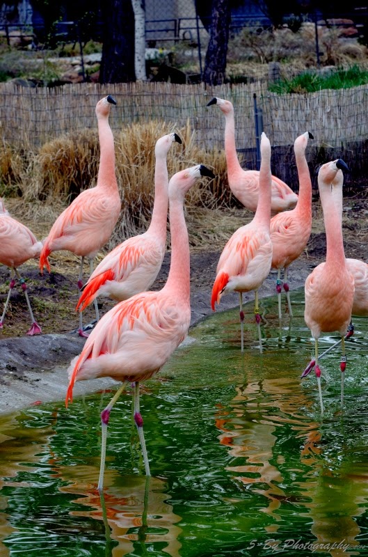 5-By Photography's Blog: Dancing Flamingos