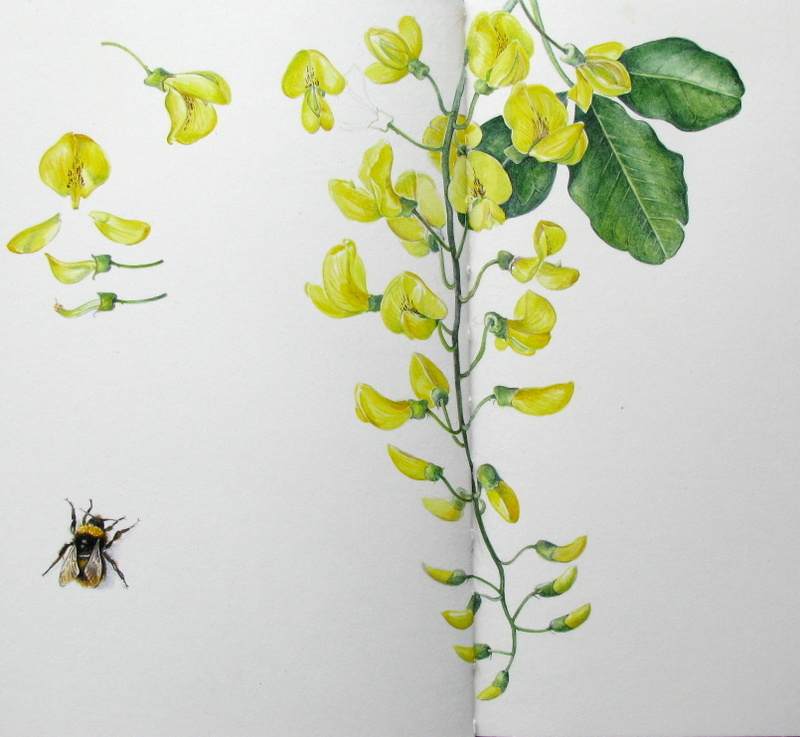 Laburnum Revisited – Shevaun Doherty