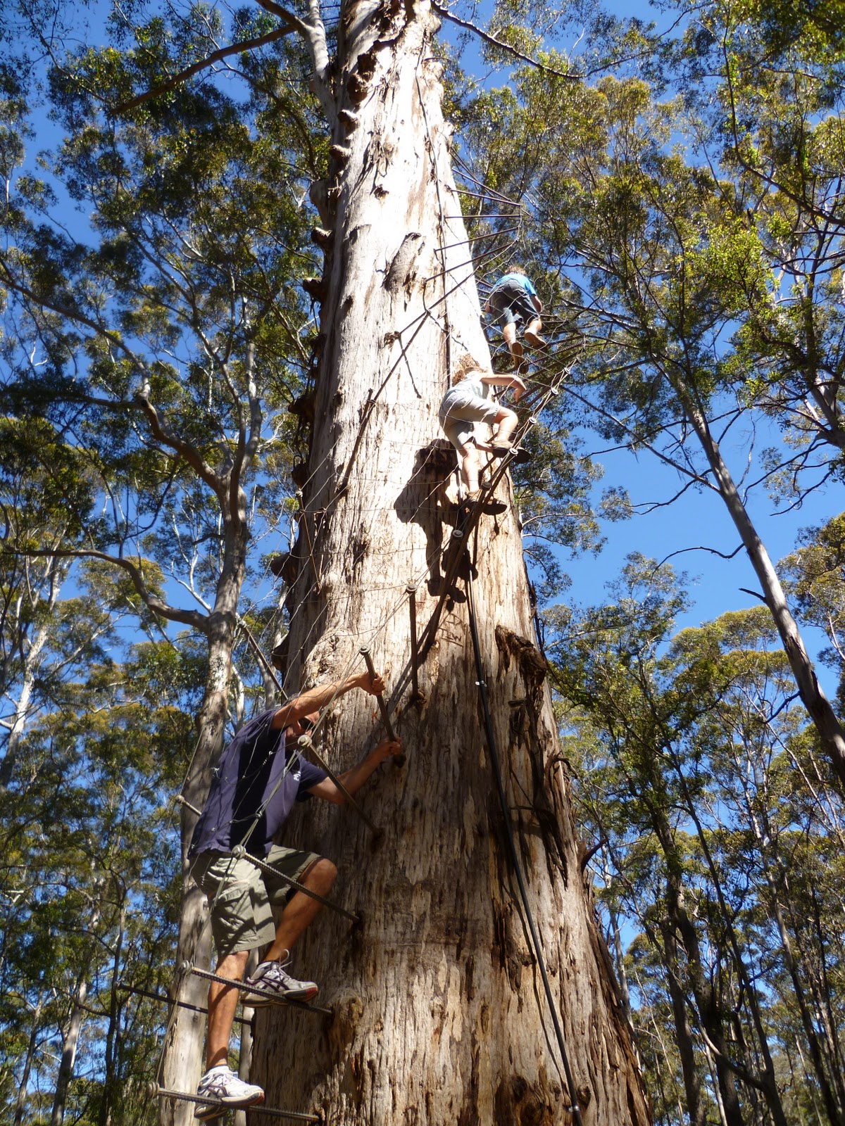 The Dart Aussie Adventure: Karri Trees Pemberton 30 October 2011